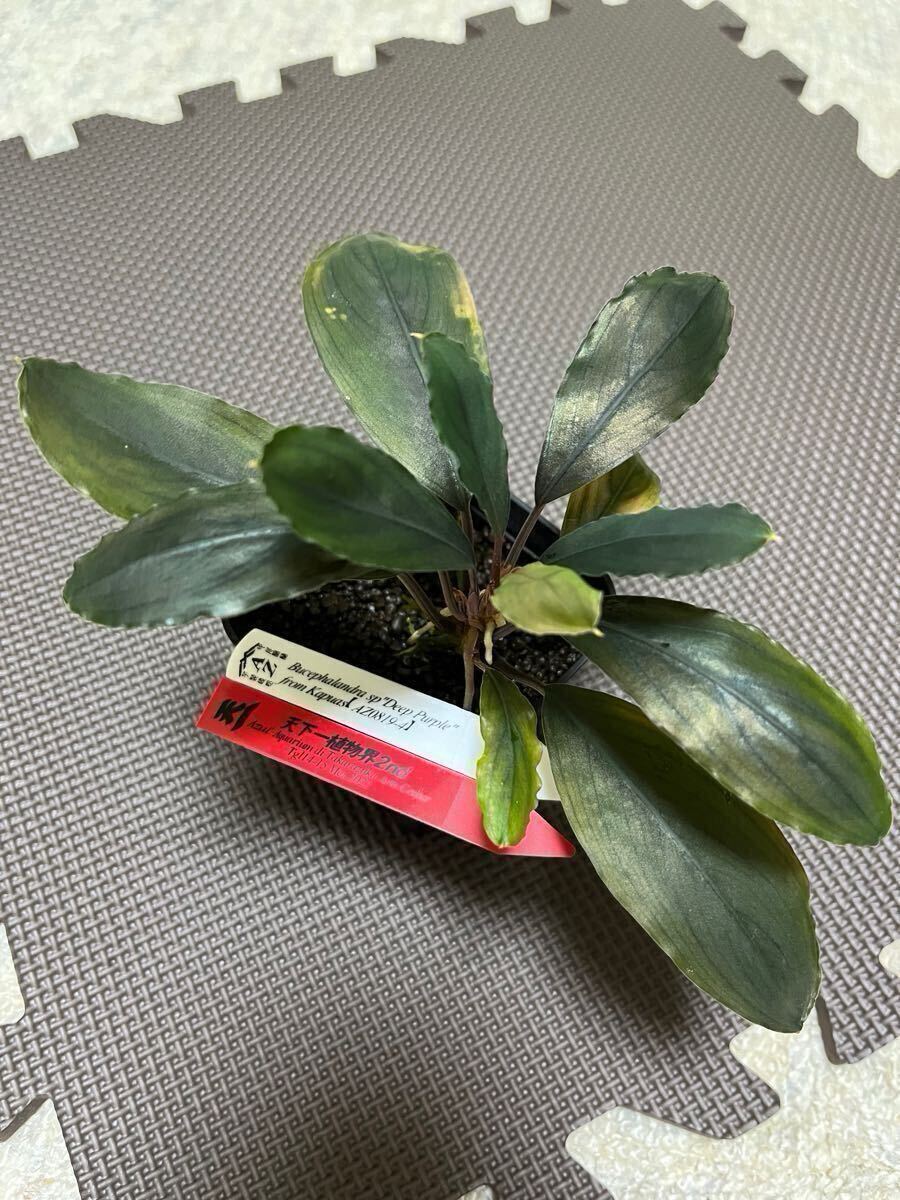 【やや傷や汚れあり】【成長点3つ有り】Bucephalandra sp Deep Purple from Kapuas【AZ0819-4】ディープパープル 採取者様より直接購入しました。の落札 ...