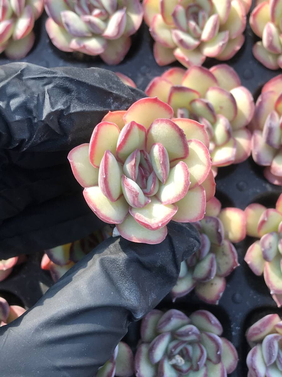 【未使用に近い】レッドエッジ G56-2 35苗 多肉植物 エケベリア レア種 韓国苗 サボテン 詰め合わせ 土と根付き 新発売 好評中の落札情報詳細 - Yahoo!オークション落札価格検索 ...