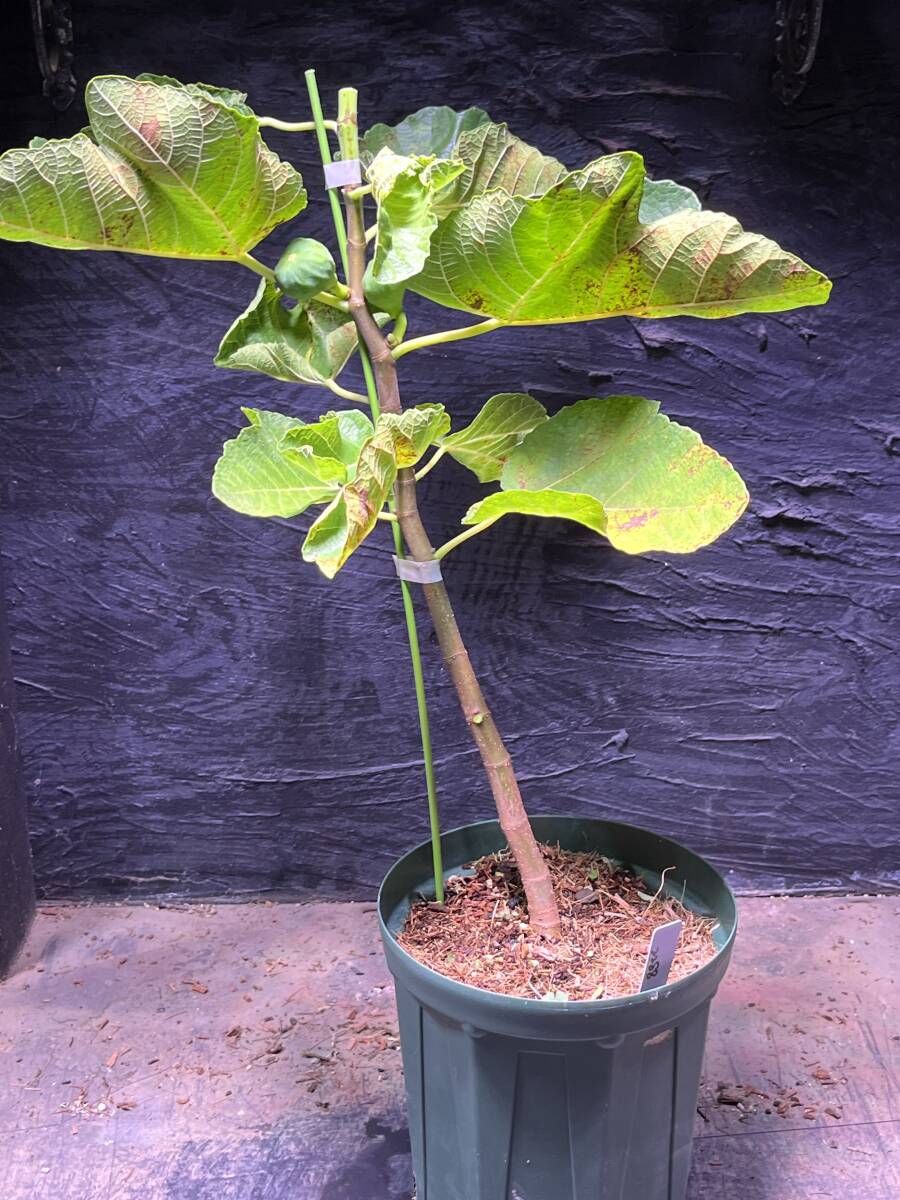 【やや傷や汚れあり】Vasilika Sika ver.VS（ヴァシリカ・シカ）非常に美味しかったおすすめ品種。【イチジク苗木】2247の落札 ...