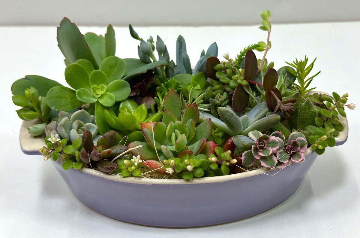 【やや傷や汚れあり】200円～「多肉植物カット苗バラエティセット」お得です！多種類あり＊寄せ植えに＊ルエラ・白牡丹・薄化粧・トリカラーなどの落札情報詳細 - Yahoo!オークション落札価格 ...