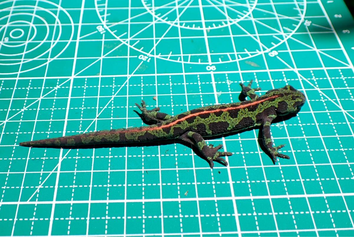 【目立った傷や汚れなし】【死着補償あり】マダライモリCB 9cm 1匹の落札情報詳細 - Yahoo!オークション落札価格検索 オークフリー