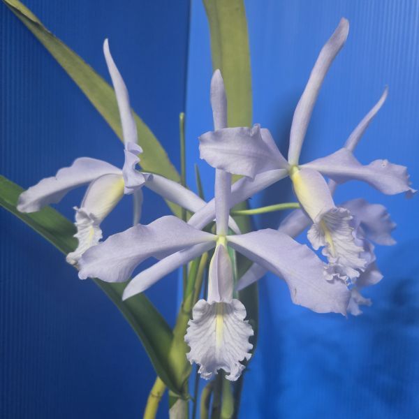 【やや傷や汚れあり】 洋蘭 C. maxima coerulea 'Hector' AM/AOS SM/JOGAの落札情報詳細 - Yahoo ...