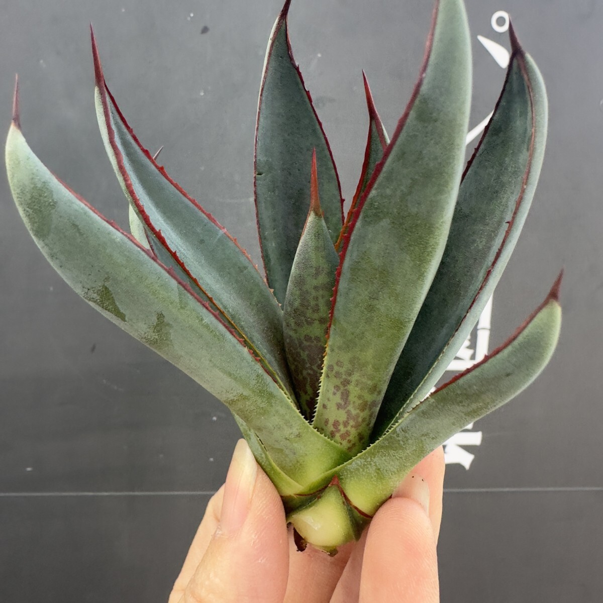 【目立った傷や汚れなし】E66【パンダ園芸】特選 アガベ 多肉植物 マンガベ プレイングハンズ ‘Praying Hands’ 極上株 激レア！の落札情報詳細 - Yahoo!オークション落札 ...