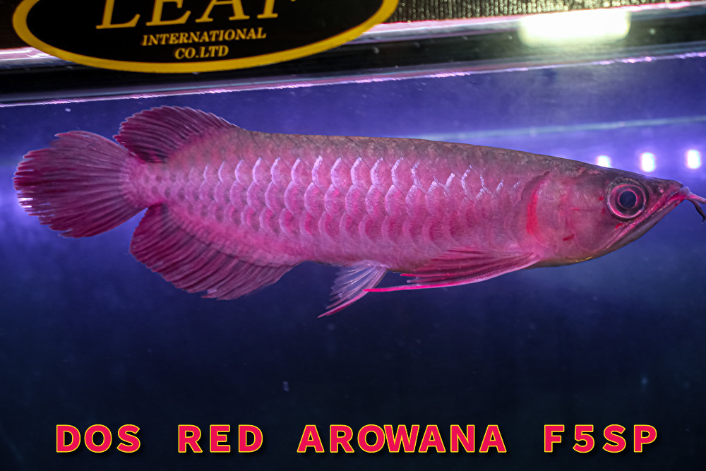 【未使用】第442弾！ カプアスフルの辣椒紅龍の実力 『 DOS・RED・F5sp NEW 』 鬼反りヘッドのベタ赤系 AAAAA個体 NO.2954の落札情報詳細 - Yahoo ...