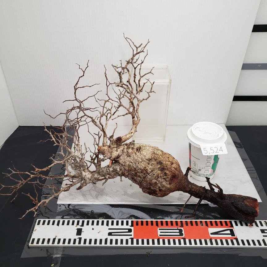 【未使用に近い】5524 「塊根植物」マダガスカル特急便オペルクリカリア パキプス 【鮮度保証・到着3日以内の返品OK・根切確認済・O.pachypus】の落札情報詳細 - Yahoo ...