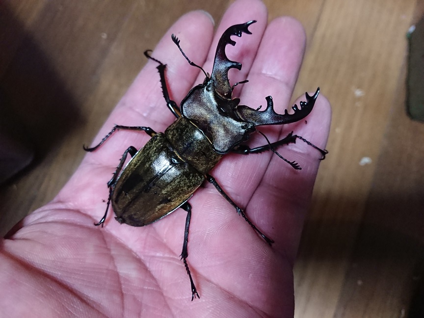 【未使用】クワガタショップMD MDクワガタマットプロEX 10L×6袋の落札情報詳細 - Yahoo!オークション落札価格検索 オークフリー