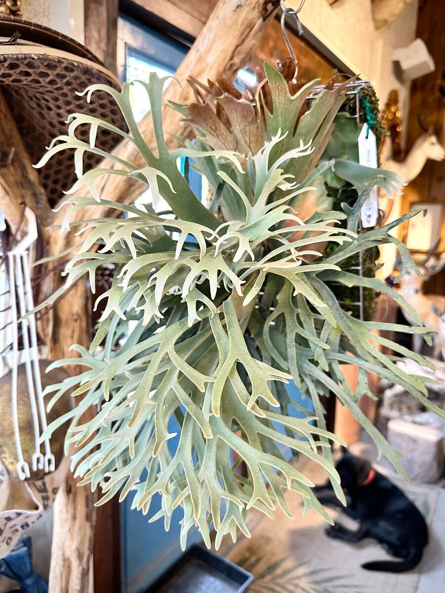 【未使用】P. willinckii 'Elves' ビカクシダ【vandaka】の落札情報詳細 - Yahoo!オークション落札価格検索 オークフリー