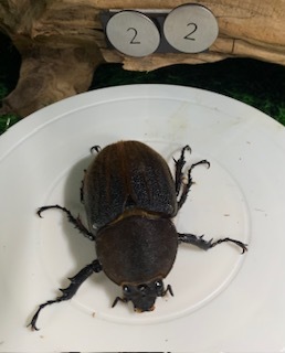 【未使用】② ★C68メテオ雄1匹雌1匹 D・Hヘラクレス 雄151mm 雌59mm★の落札情報詳細 - Yahoo!オークション落札価格検索 オークフリー