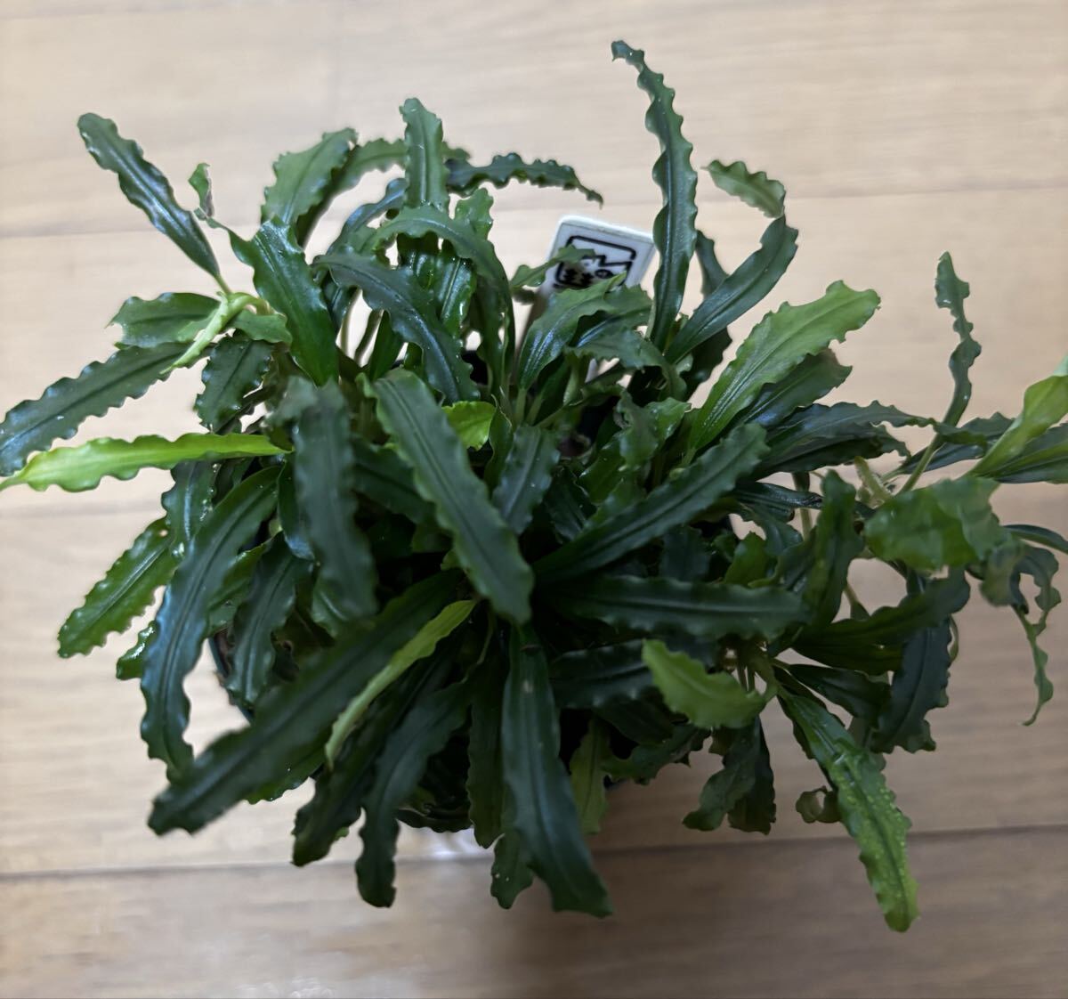 【やや傷や汚れあり】正規タグ付き MF便 Bucephalandra sp. Mangat [MF0417-2A] ブセファランドラの落札情報 ...