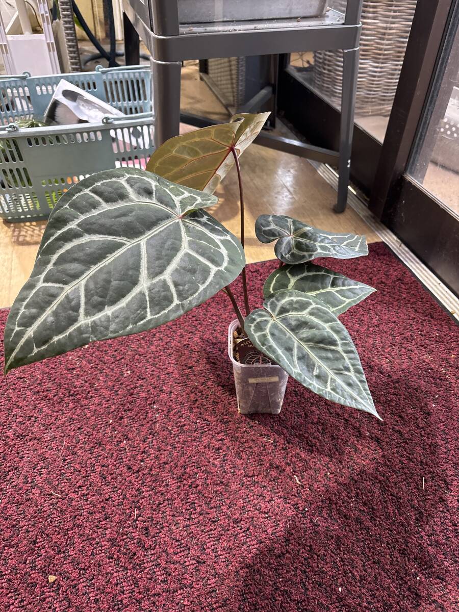 【未使用】UJ Anthurium 'MICHELLE' アンスリウム ミシェルの落札情報詳細 - Yahoo!オークション落札価格検索 オークフリー