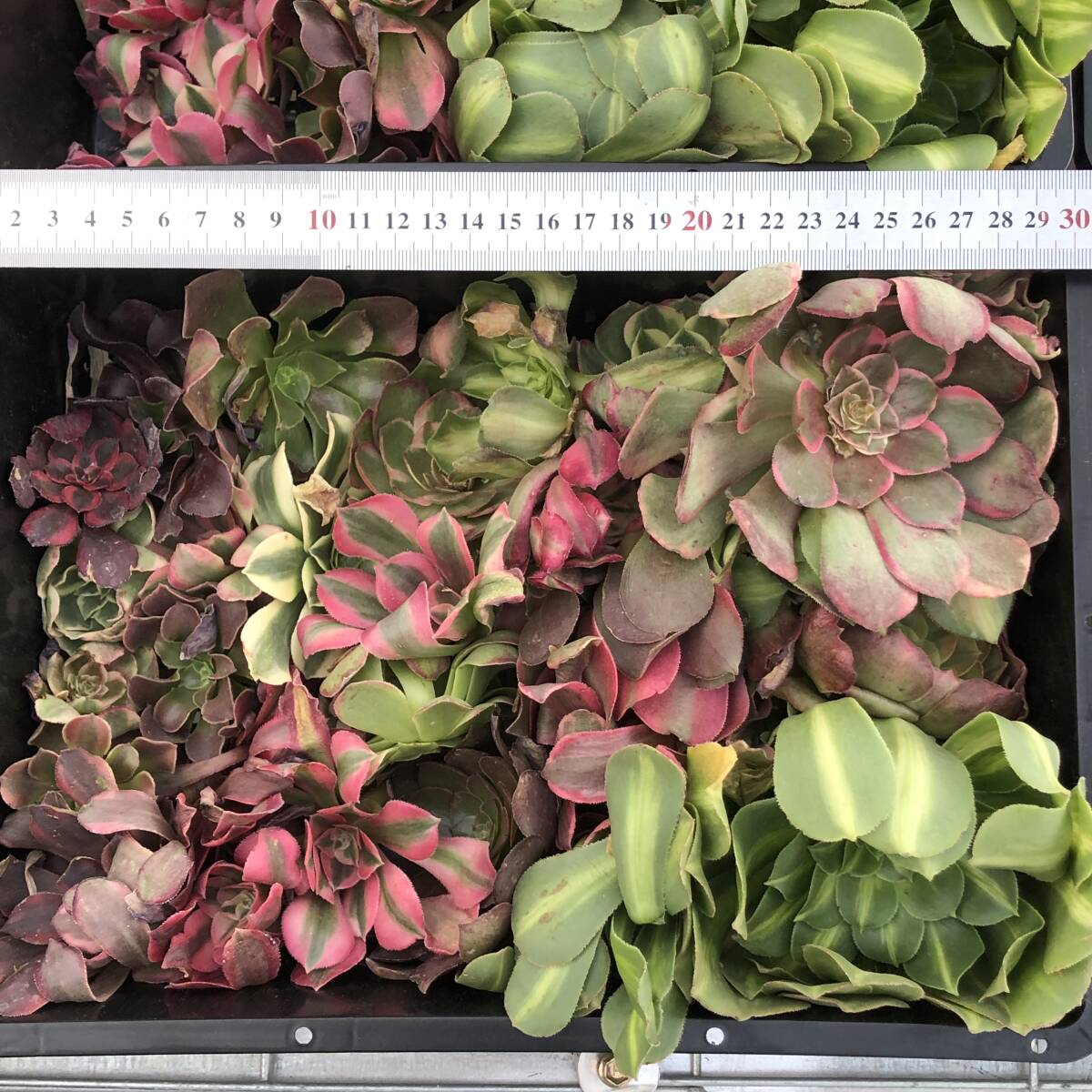 【未使用】* TOPSUCCULENT【ミックス苗】30個 2026-0106K-OW297 多肉植物 詰め合わせセット 見たままお届け ...
