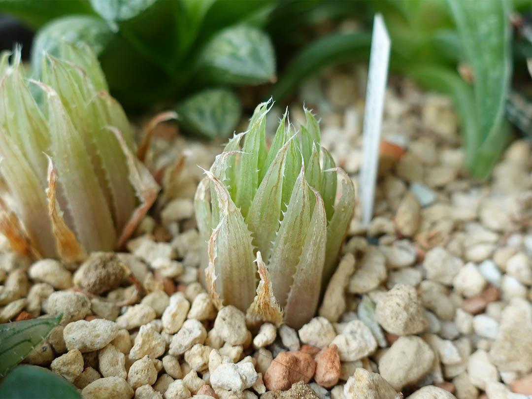 ハオルチア カエルレア Haworthia caerulea, SS1036, 2km N of the entrance to Helspoort #1の落札情報詳細 - ヤフオク落札価格 ...