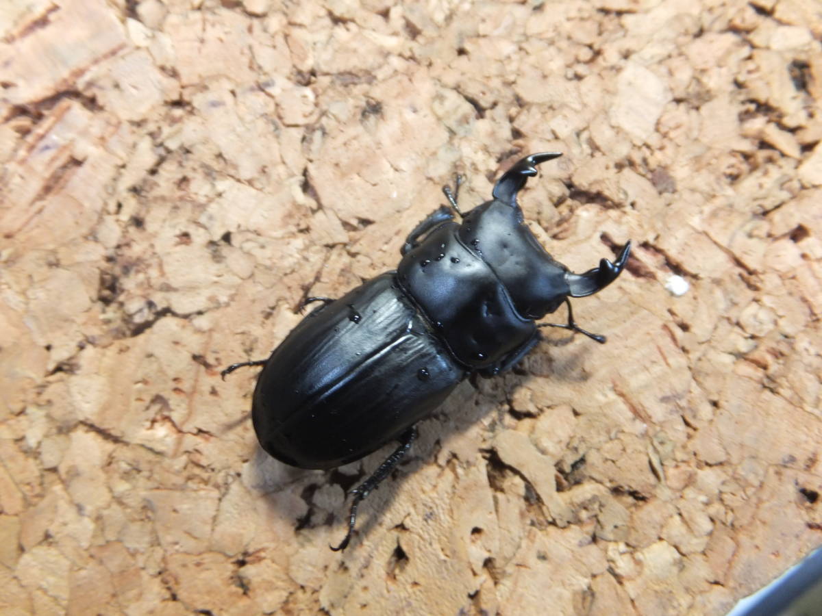 【新品】Dorcus musimon ムシモンオオクワガタ ♂31♀28mmペア №10・9の落札情報詳細 - ヤフオク落札価格検索 オークフリー