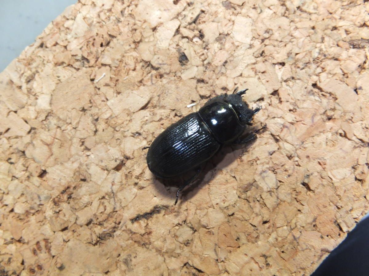 【新品】Dorcus musimon ムシモンオオクワガタ ♂31♀28mmペア №10・9の落札情報詳細 - ヤフオク落札価格検索 オークフリー