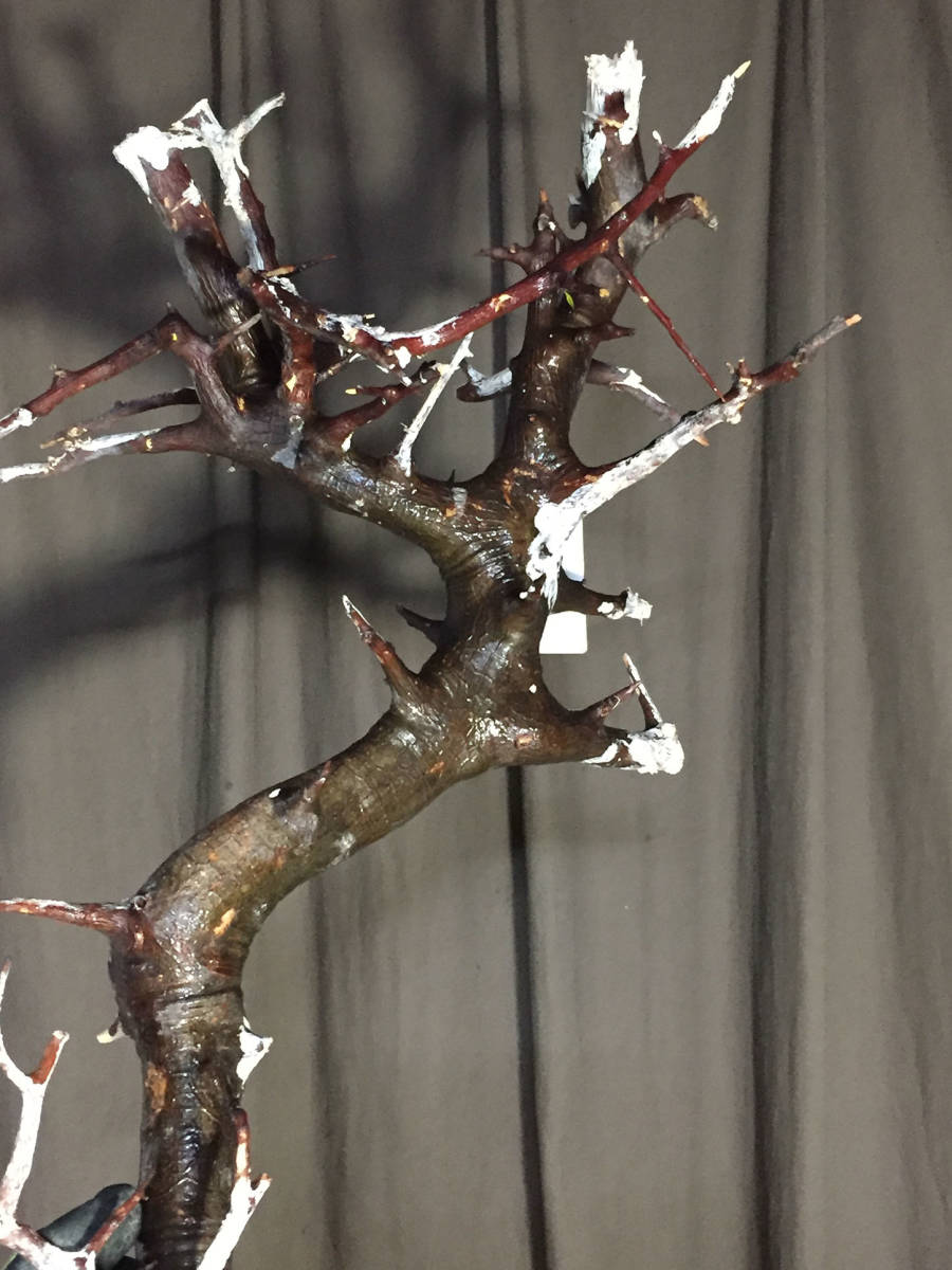 【新品】 植物 Commiphora incisa コミフォラ インシサ (インシッサ) // 多肉 サボテン 塊根 コーデックス 潅木 ネ ...