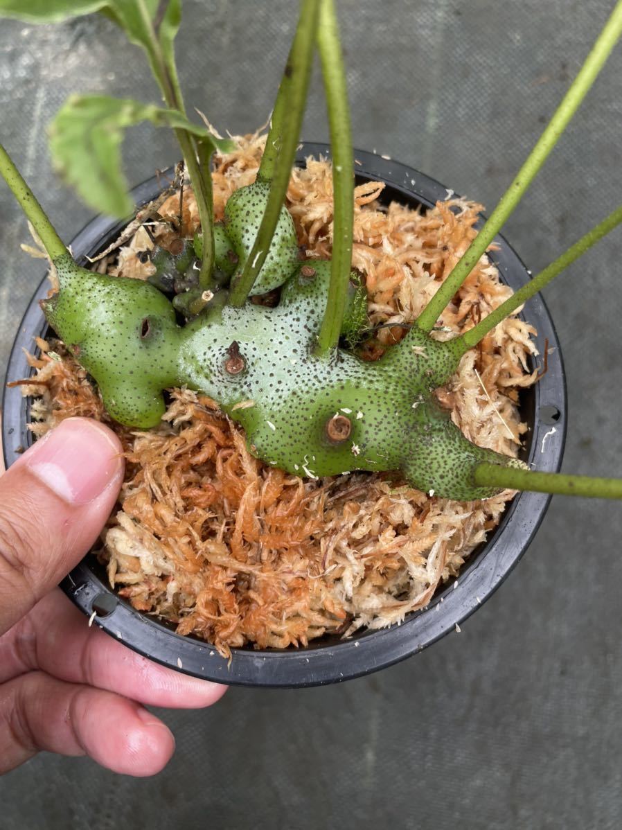 Lecanopteris mirabilis レカノプテリス ミラビリス アリ植物 胞子葉 の落札情報詳細| ヤフオク落札価格情報 オークフリー