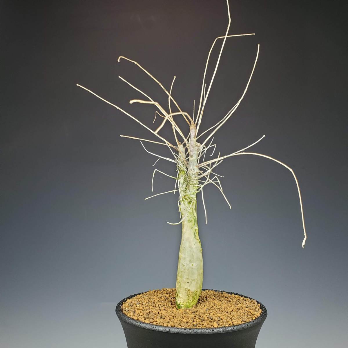 Commiphora edulis v.holoserica コミフォラ・エデュリス ホロセリカ★ミルラノキ属種子3粒K14★第四種送料無料★ ...