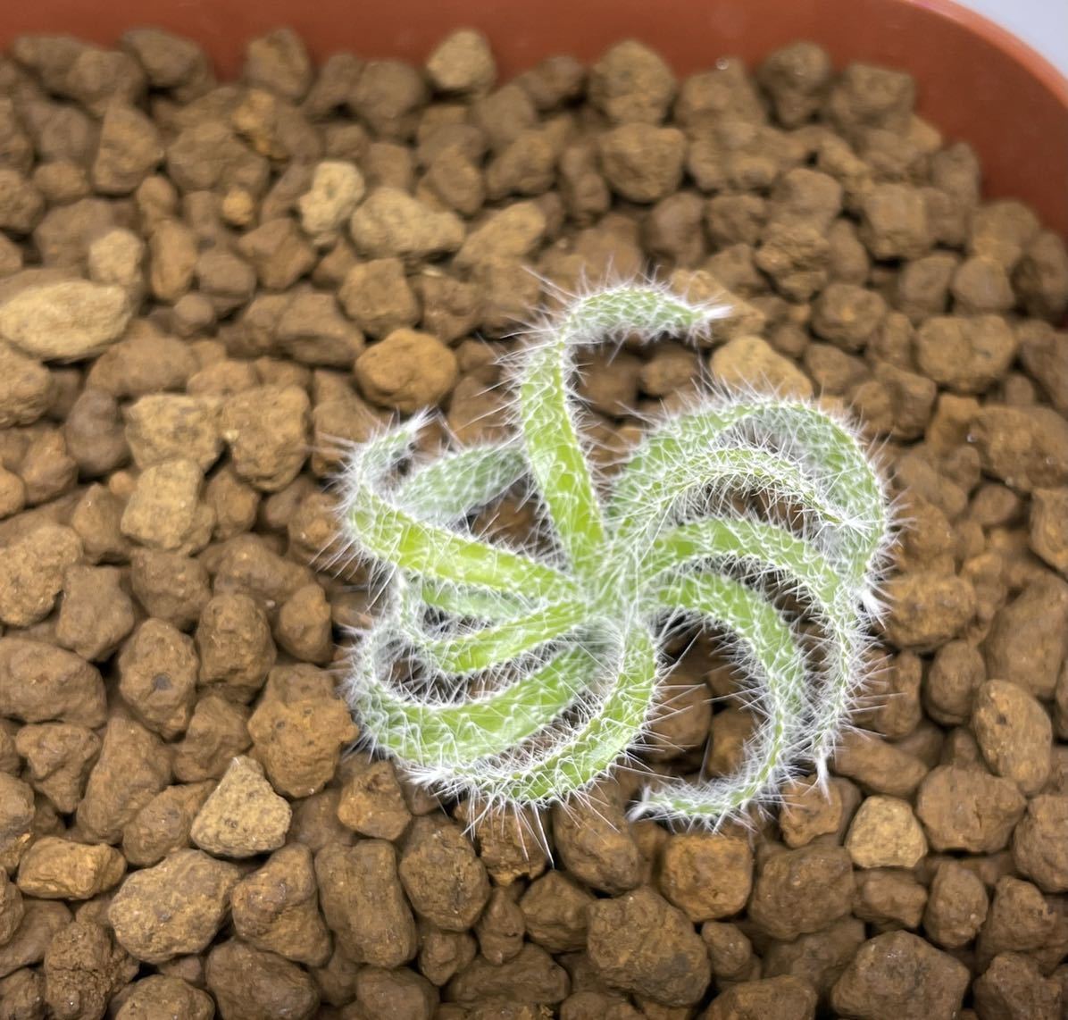 【目立った傷や汚れなし】Gethyllis setosa / villosa Richtersveld ゲチリス sp セトーサ / ヴィ ...