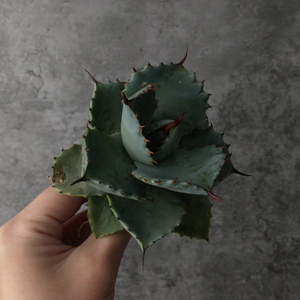 【未使用】【P7736】★新種ハイブリッド ★ 親株★アガベ 竜鱗 ＜ ドラゴンスケイル ＞ アガベ ドラゴントゥース × アガベ イシスメン ...