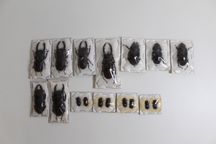 【傷や汚れあり】中古 昆虫標本 海外 マンディブラリスフタマタクワガタ ライヒヒラタクワガタ nigidius sp hexarthrius ...