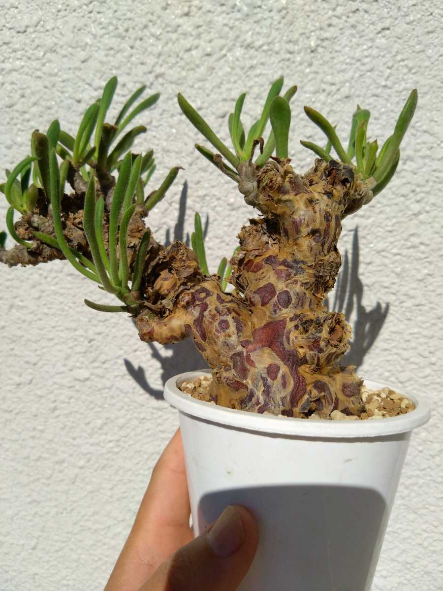 【未使用に近い】セ2536 「現地株」チレコドン マレイ 中 抜き苗【3/3最新到着・未発根・Tylecodon mallei・塊根植物】 の ...