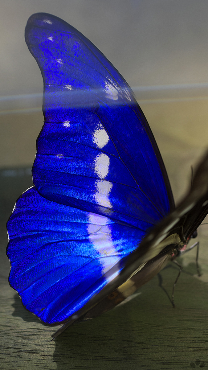 【未使用】立体標本 ヘレナモルフォ Morpho rhetenor helenaの落札情報詳細 - Yahoo!オークション落札価格検索 オークフリー