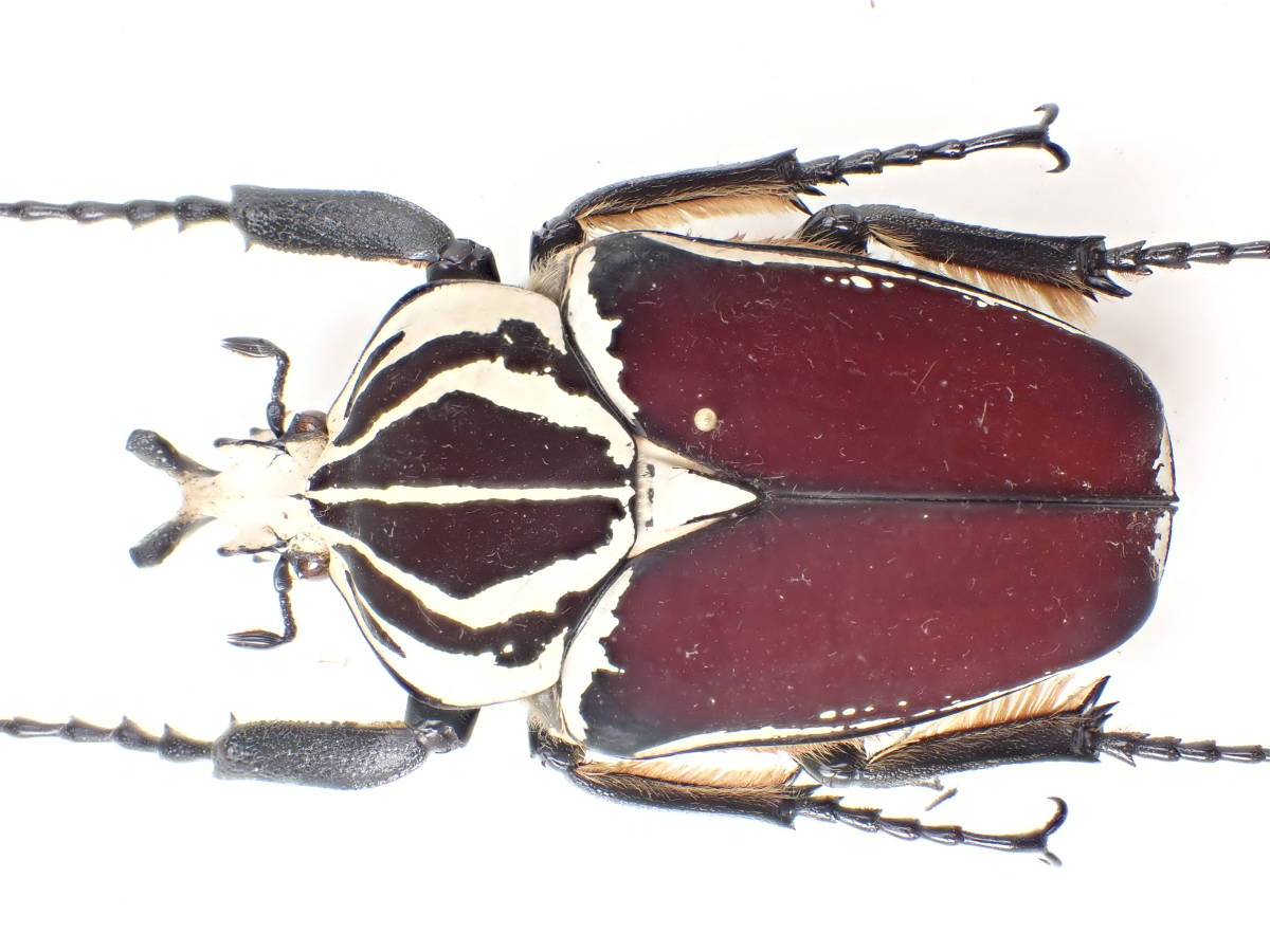 【未使用】Goliathini-10 Goliathus goliatus goliatus ゴライアスオオツノハナムグリ 78mm 美麗固体＊脱脂せずの落札情報詳細 - ヤフオク落札価格検索 ...