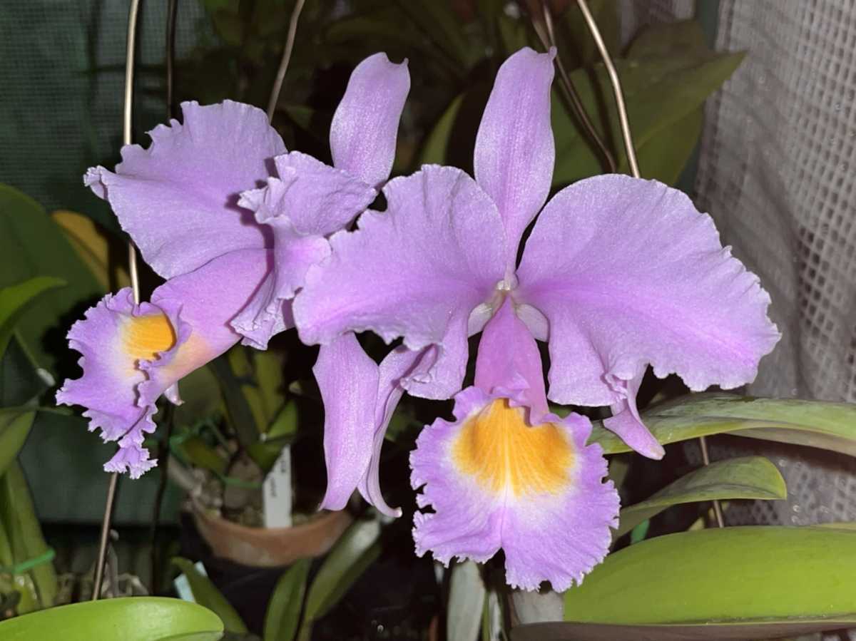 【未使用】洋蘭 原種 カトレア C.schroederae × sib ('Keel' × '3rd')の落札情報詳細 - Yahoo ...