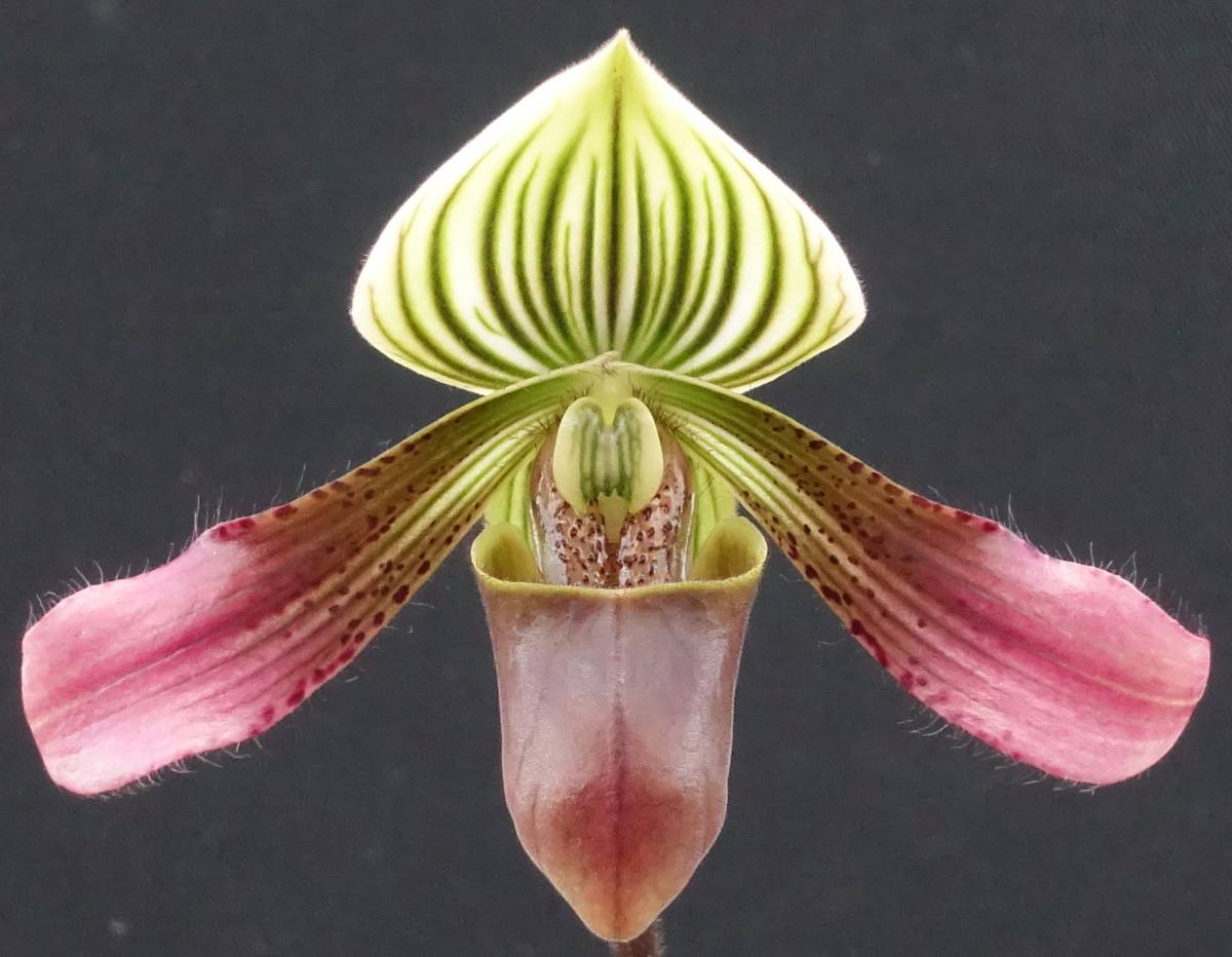 洋蘭 パフィオ 原種 Paph urbanianum 大株 開花中 の落札情報詳細| ヤフオク落札価格情報 オークフリー