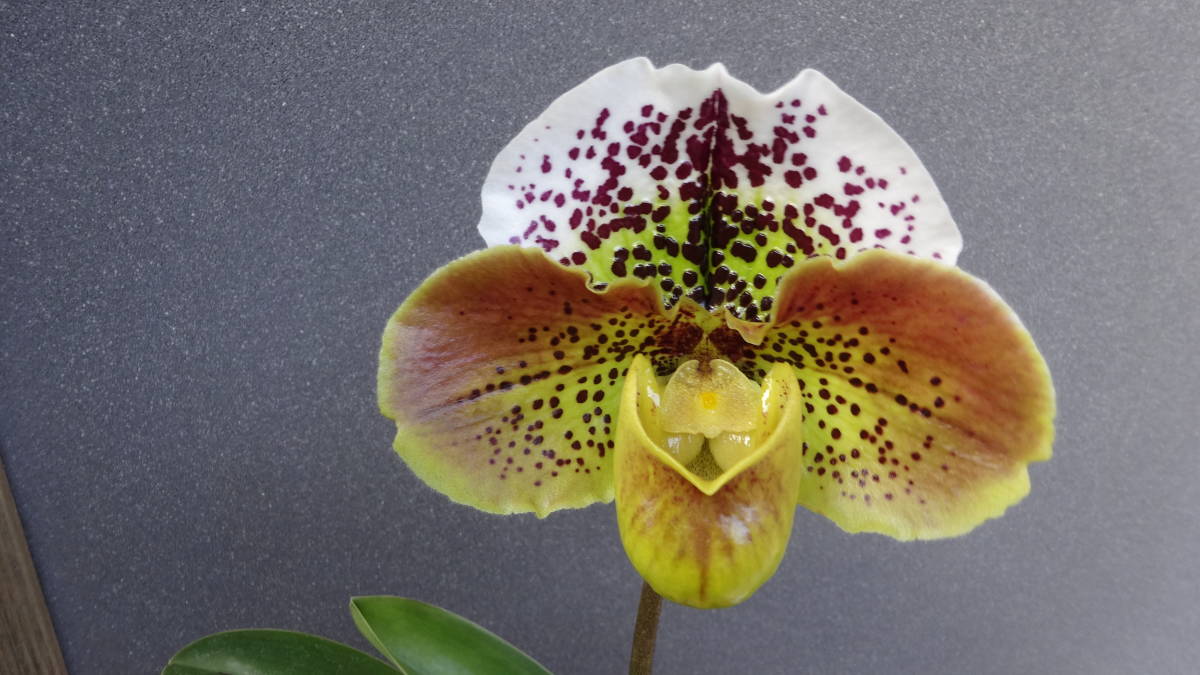 【目立った傷や汚れなし】パフィオ Paph.Speedmaster 'Tsukuba' SM/JOGA,JGP 開花中の落札情報詳細 ...