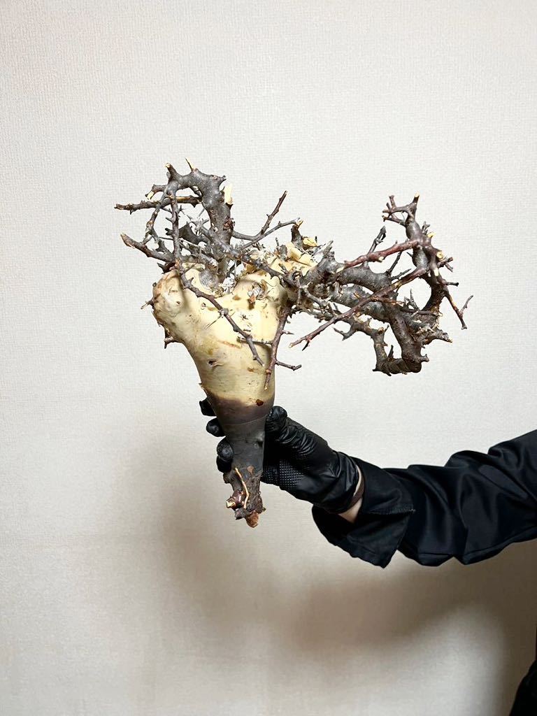 コンミフォラ コミフォラ ウニロバータ Commiphora unilobata コーデックス 塊根植物の落札情報詳細 - ヤフオク落札価格 ...