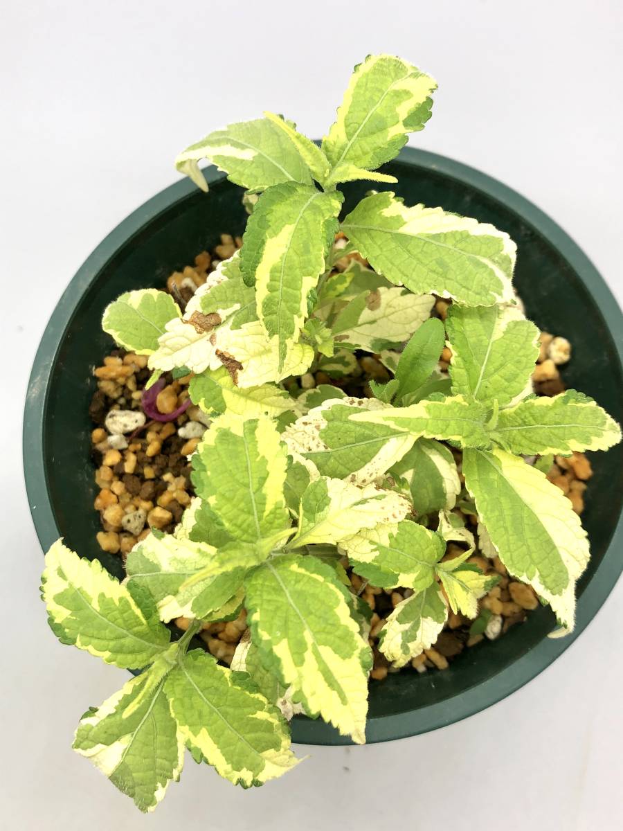 【未使用】0507-69 アキチョウジ【斑入り】レアプランツ/珍しい植物/山野草/古典園芸/盆栽/斑入りの落札情報詳細 - Yahoo!オークション落札価格検索 オークフリー