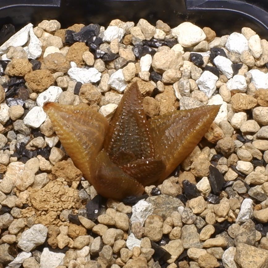 【やや傷や汚れあり】（23−742）ハオルチア ハオルチオプシス コエルマニオラム H. koelmaniorum, Groblersdal ...