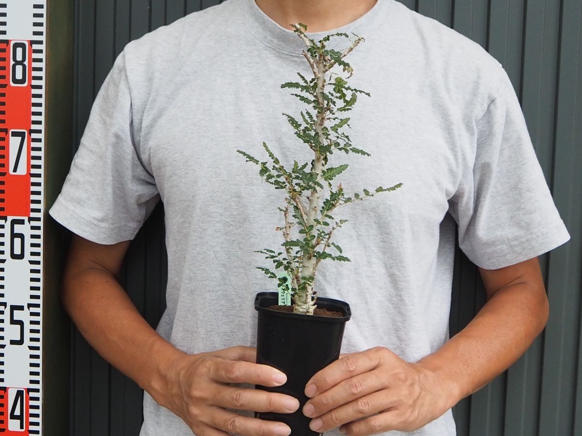 【その他】RR_ボスウェリア ナナ 大きい！ 当園最大Lサイズ/Boswellia nana/1株/実生苗の落札情報詳細 - Yahoo!オークション落札価格検索 オークフリー