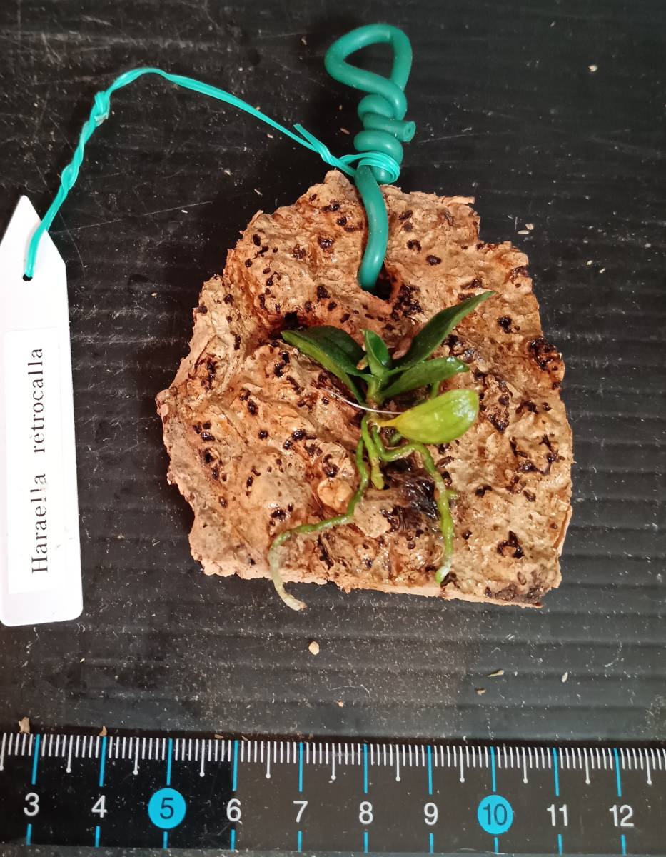 ハラエラ レトロカラ ‘スリーリップ’/Haraella retrocalla ‘Tree lips’/ニオイラン/洋蘭/洋ラン/シダ/山野草 ...