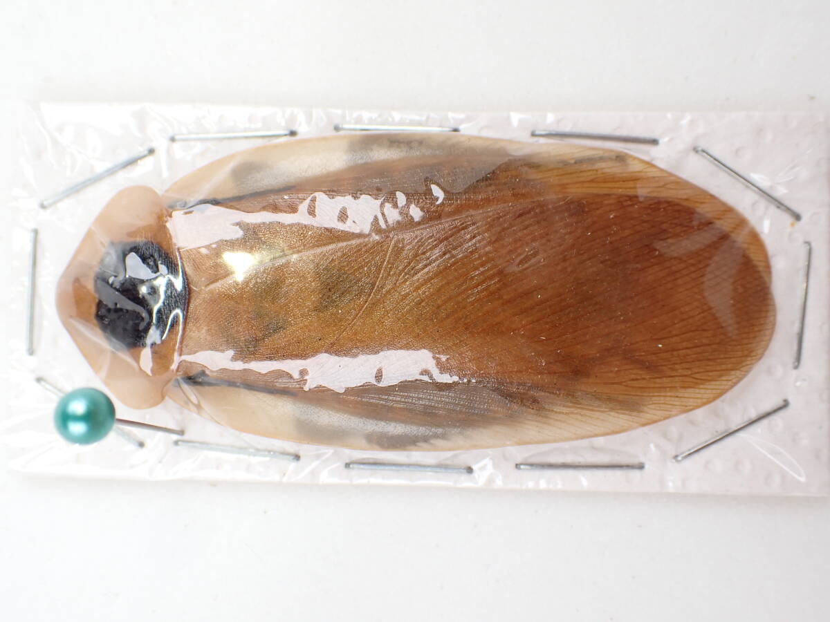【未使用】ゴキブリ目 ドクロゴキブリ亜科Blaberus sp. 翅中央は黒くない /ペルーの落札情報詳細 - ヤフオク落札価格検索 オークフリー