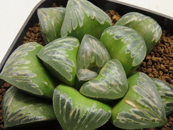 【中古】 [Y095]WDWB×シルバームチカ 実生 未繁殖 ヤマト運輸 【多肉植物 Haworthia ハオルチア ハオルシア】の落札情報 ...