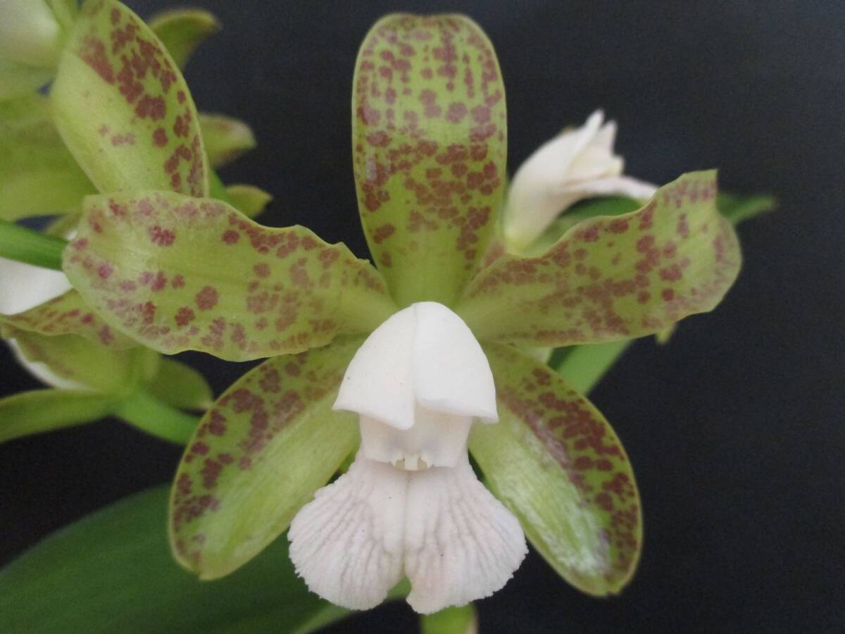 【傷や汚れあり】洋蘭 原種 C. guttata fma. albina 'Cetro de Esmeralda' (OG)の落札情報詳細 ...