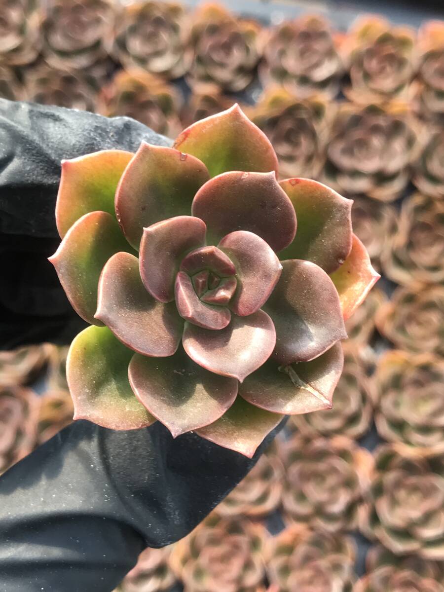 【未使用に近い】105株 F11-7 多肉植物 エケベリア 板チョコレート サボテン 観葉植物 花 園芸 レア種 土と根付き苗の落札情報詳細 - Yahoo!オークション落札価格検索 オークフリー