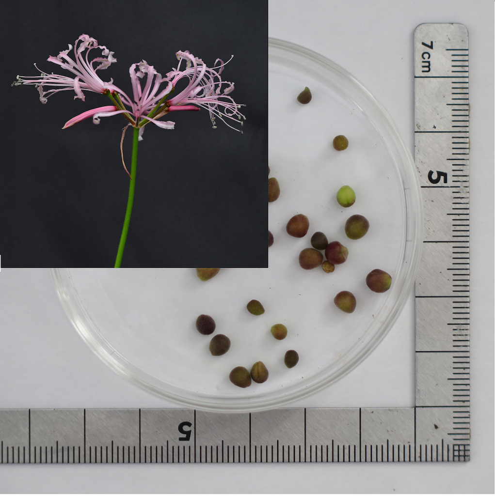 【未使用】【種子10粒】原種ネリネ・アングスティフォリア（Nerine Angustifolia） 2024年9月23日採種 Aの落札情報詳細 ...