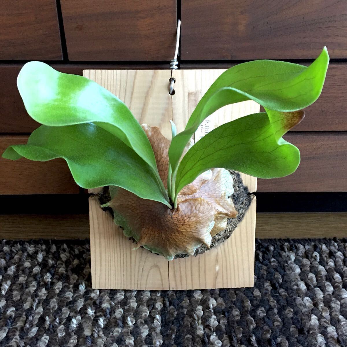 【目立った傷や汚れなし】植物 Platycerium hillii cv.Dragon プラティセリウム ビカウシダ ヒリー ドラゴン ウラボシ科 ビカクシダ属 オセアニア オーストラリアの ...