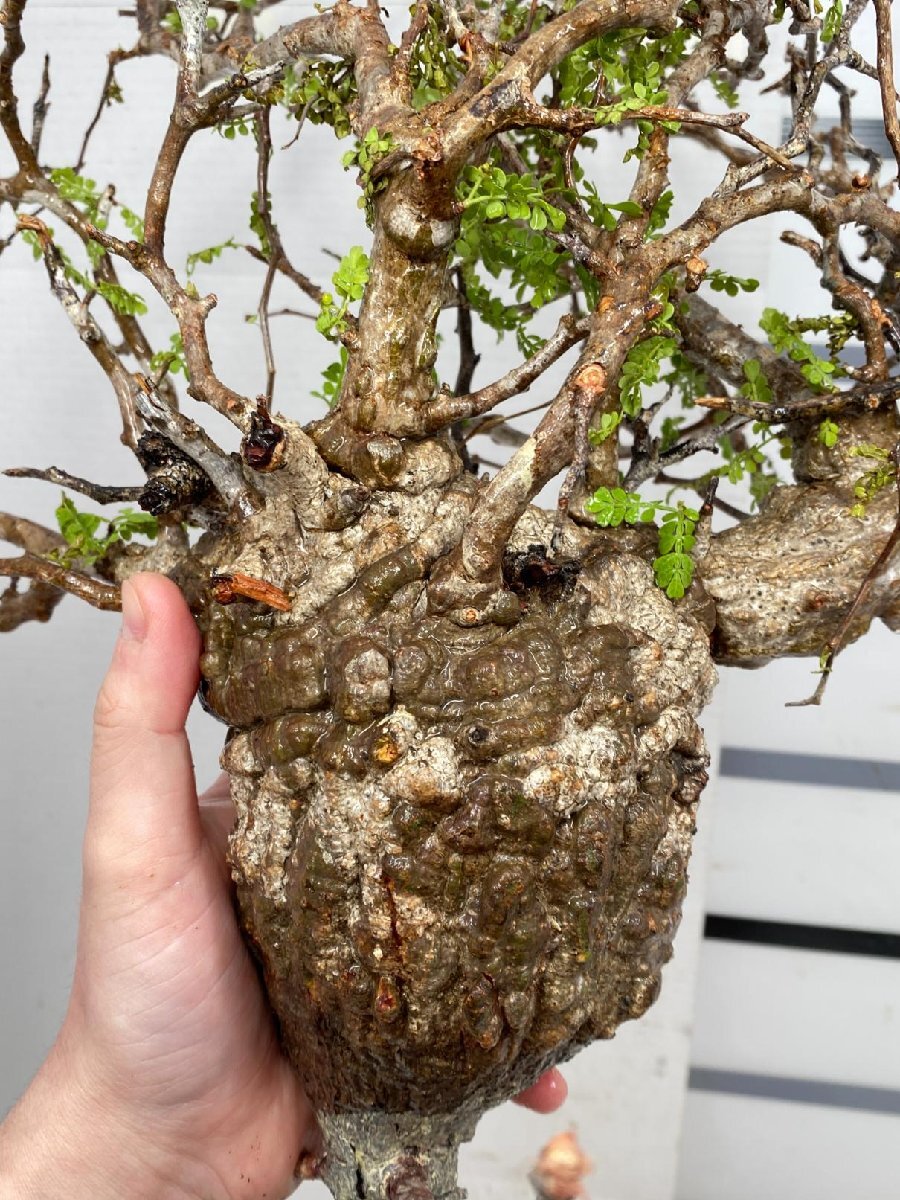 【未使用に近い】5263 「塊根植物」マダガスカル特急便 オペルクリカリア パキプス【鮮度保証・到着3日以内の返品OK・根切確認済・O.pachypus】の落札情報詳細 - Yahoo ...