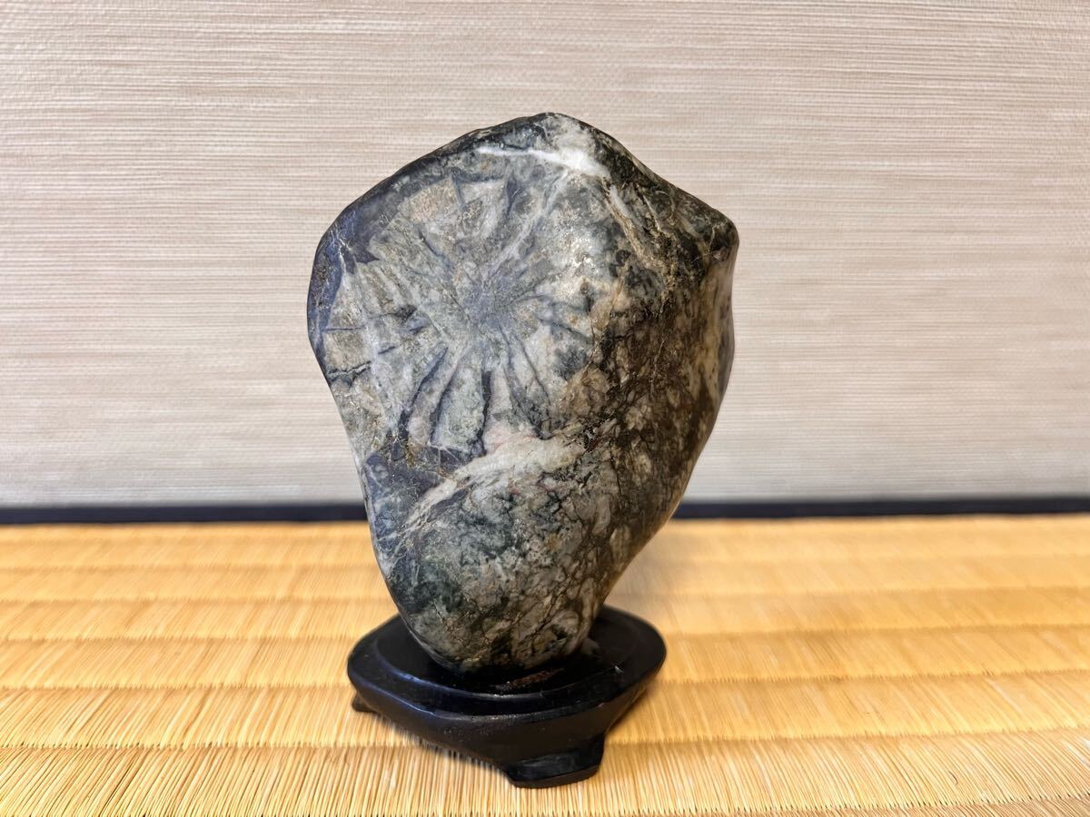 【やや傷や汚れあり】【鑑賞石】 菊花石 水石 天然石 盆石 台付 約620gの落札情報詳細 - Yahoo!オークション落札価格検索 オークフリー