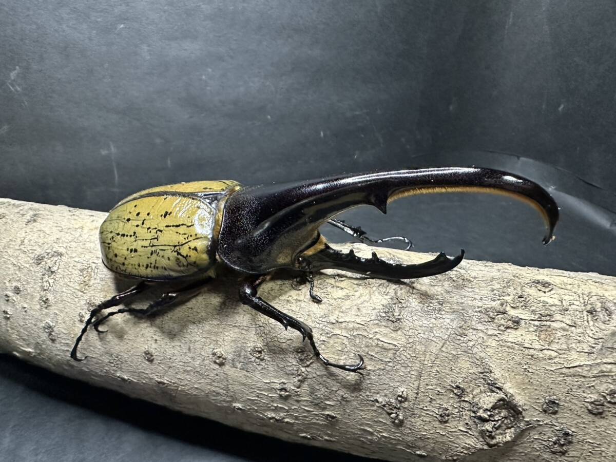 【未使用】DHヘラクレス vol.3・0F136G(175)-vol.3・0F136FFOKAS ×T-117.FFOKAS vol.3-No119.FF T117インブリード ♂137 ...