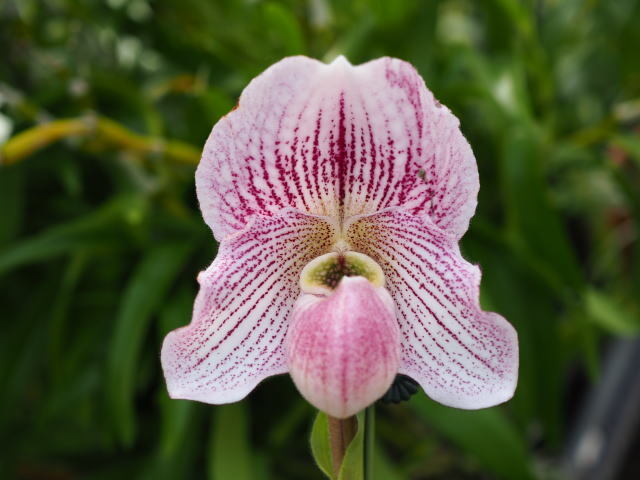 【やや傷や汚れあり】03/17 Paph.Angela(fairrieanum x niveum) ②昨年から話題沸騰パフィオ 洋蘭の落札情報 ...