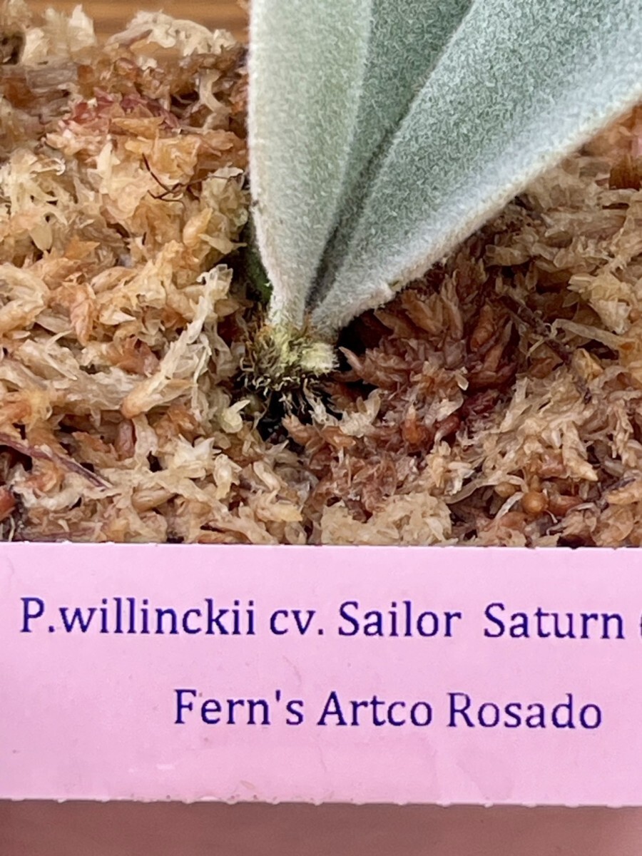 【やや傷や汚れあり】Z06 P.willinckii cv. Sailor Saturn Oc pup 株分けの落札情報詳細 - Yahoo!オークション落札価格検索 オークフリー