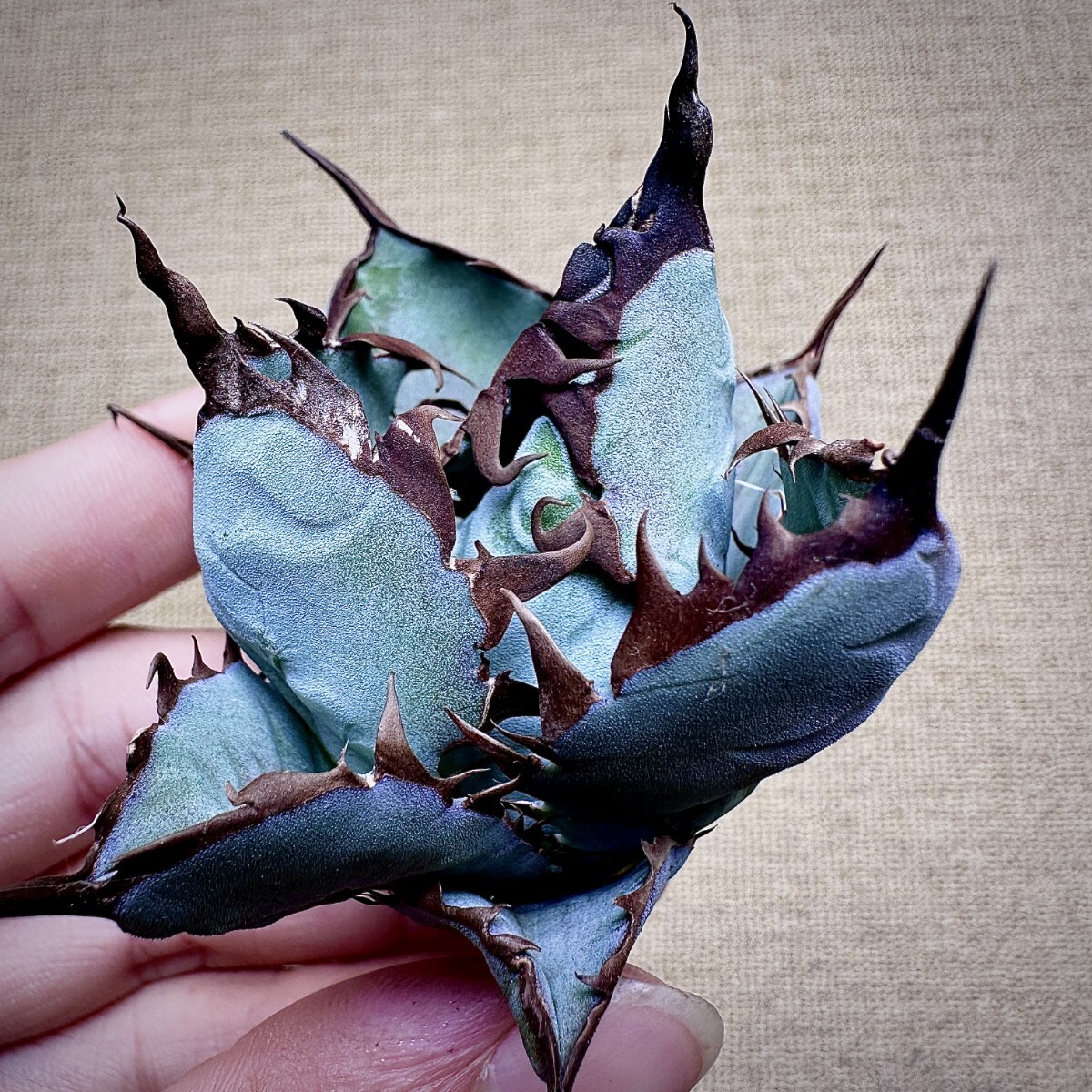 【目立った傷や汚れなし】【MCGRADY-PLANTS】J827 アガベ チタノタ BB ブラックアンドブルー 濃黒棘 超強棘 短広葉タイプ 陽炎 Sクラスは希少株 極美極上株の落札情報詳細 ...