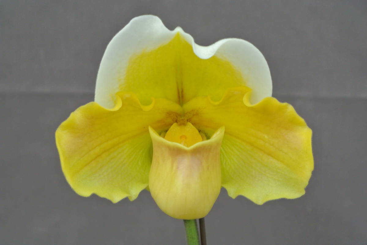 【新品】【洋蘭パフィオ】Paph.Hellas`Via Real'×Hamana Egretの落札情報詳細 - Yahoo!オークション落札 ...