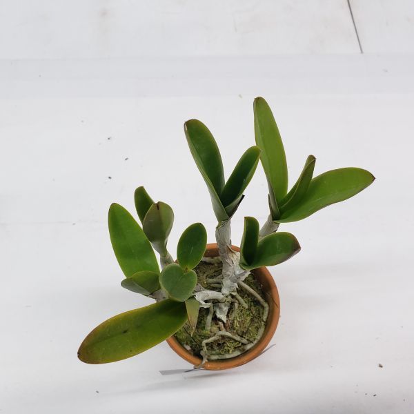 【新品】★洋蘭★原種★カトレア★C. elongata 'Pink Arrow' x self ★エロンガータ 'ピンクアロー'★実生株★着生 ...