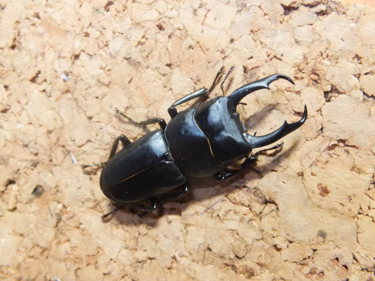【新品】Dorcus striatipennis davidi 中国スジクワガタ ♂39mmペア №3・1 の落札情報詳細| ヤフオク落札価格 ...